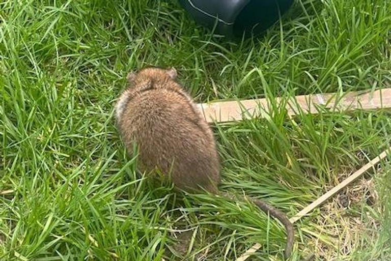Doncaster mum and children 'prisoners in own home' as rat infestation ...