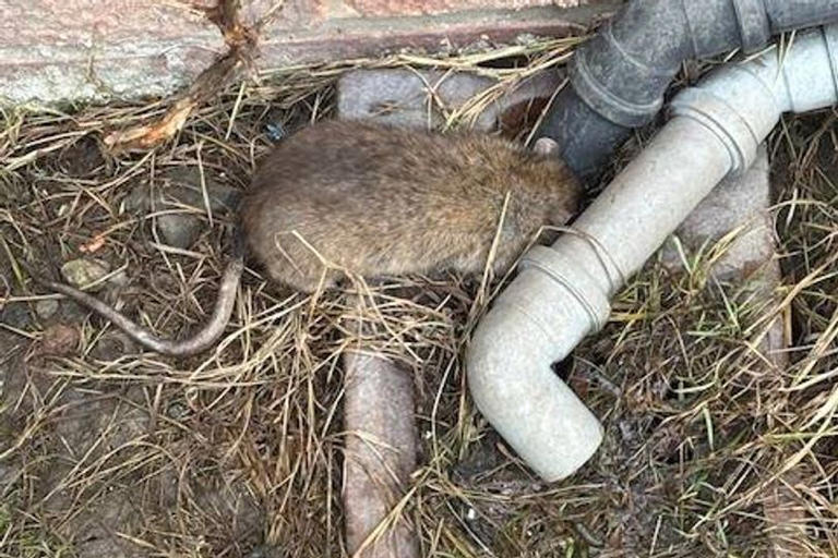Doncaster mum and children 'prisoners in own home' as rat infestation ...