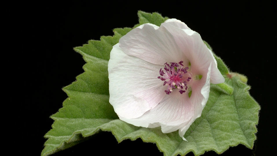 Marshmallows from ancient roots to kitchen magic