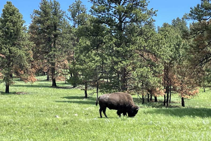 Woman killed by bison in South Dakota’s Custer State Park, weeks after ...