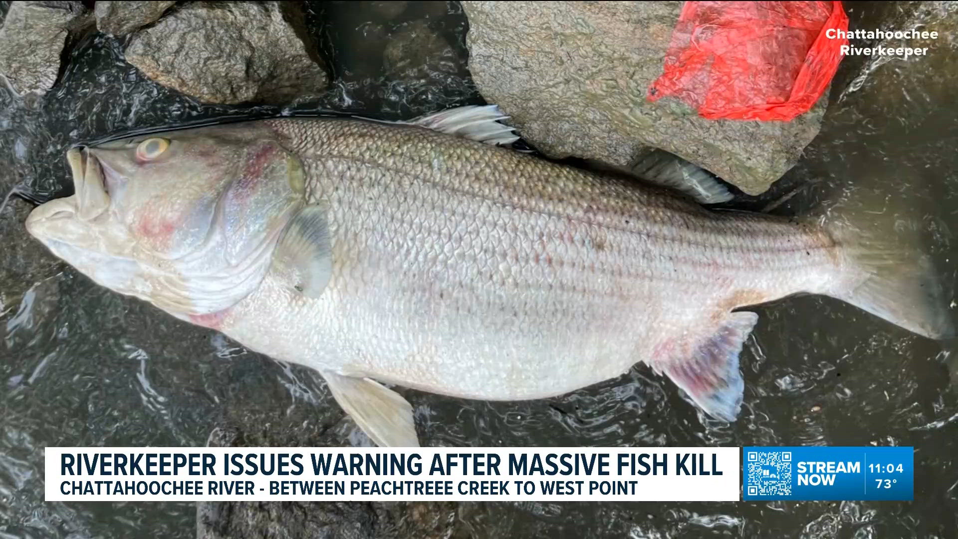 Riverkeeper issues warning after massive fish kill