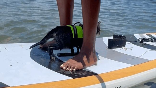 Adorable kitten calmly rides paddleboard