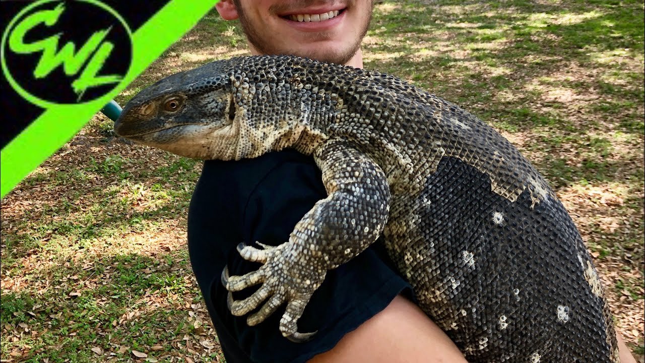 A close look at a dragon-like animal