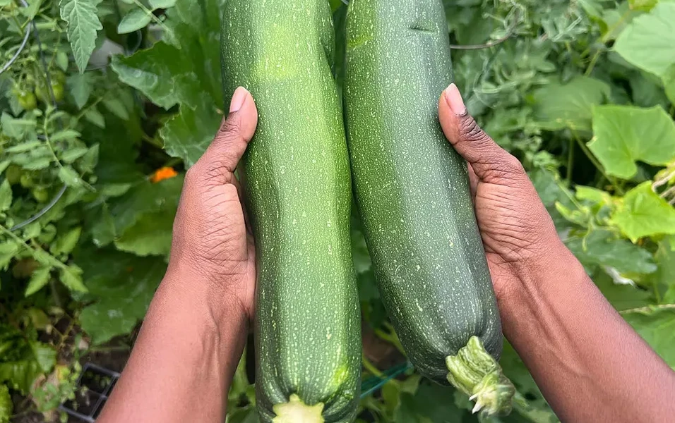 Zucchini magic from garden to table