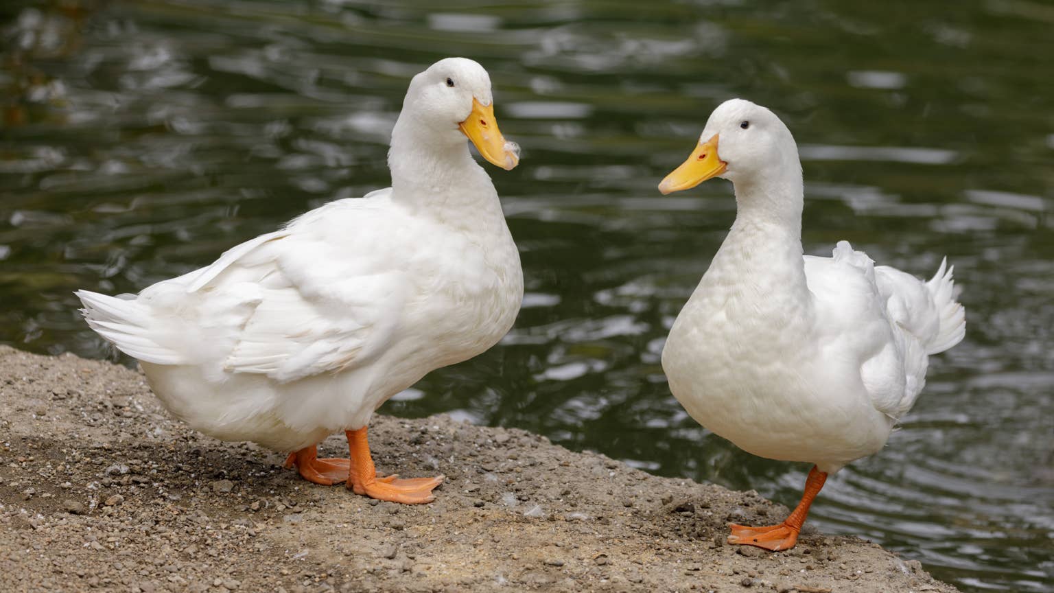 Ducks adopt baby rabbit in heartwarming backyard friendship