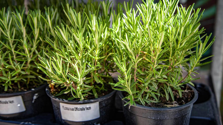 Três plantas que repelem formigas e que você pode ter no jardim a ...