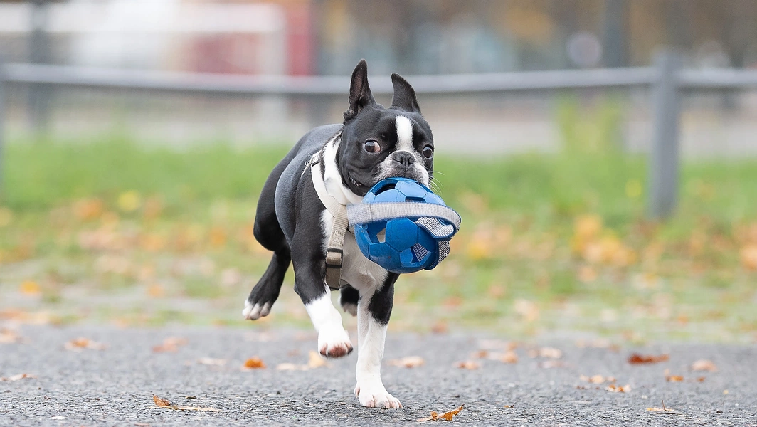 Boston terrier life: From playtime to care