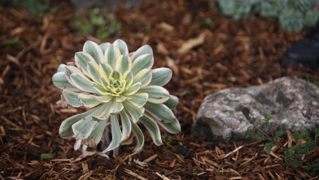 Succulent care tips for thriving plants