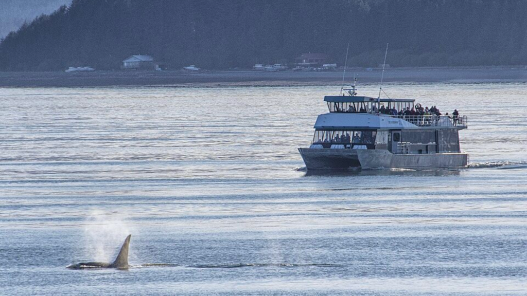 Orca encounters turn aggressive as attacks spread across waters