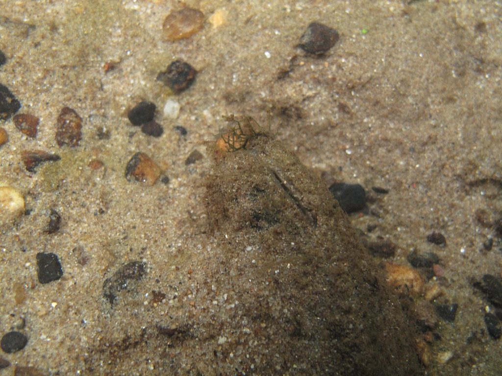 Endangered mussels are helping protect America’s rivers