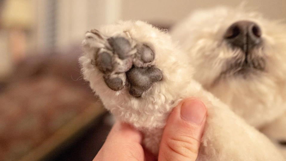 Experts urge owners to watch paw changes for early pain signs