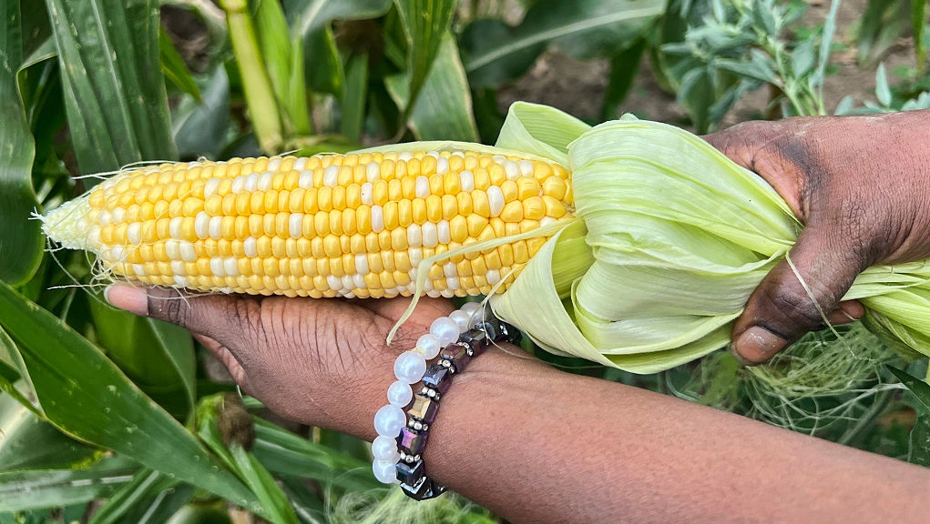 Fresh corn salsa ideas for every summer mood