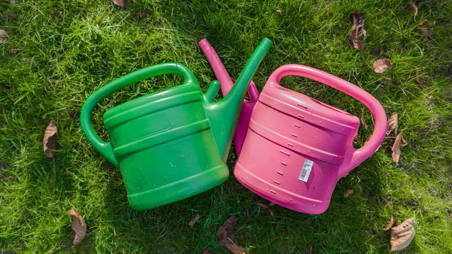 Watering can tips for thriving plants