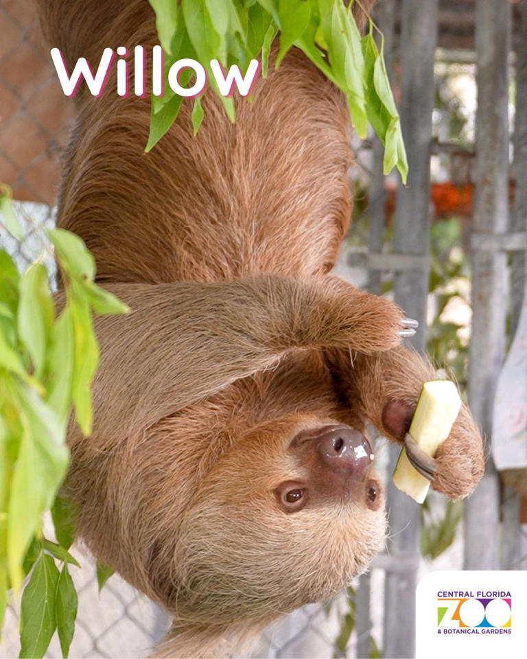 Central Florida Zoo shares hopeful 30-day update on surviving Sloth ...