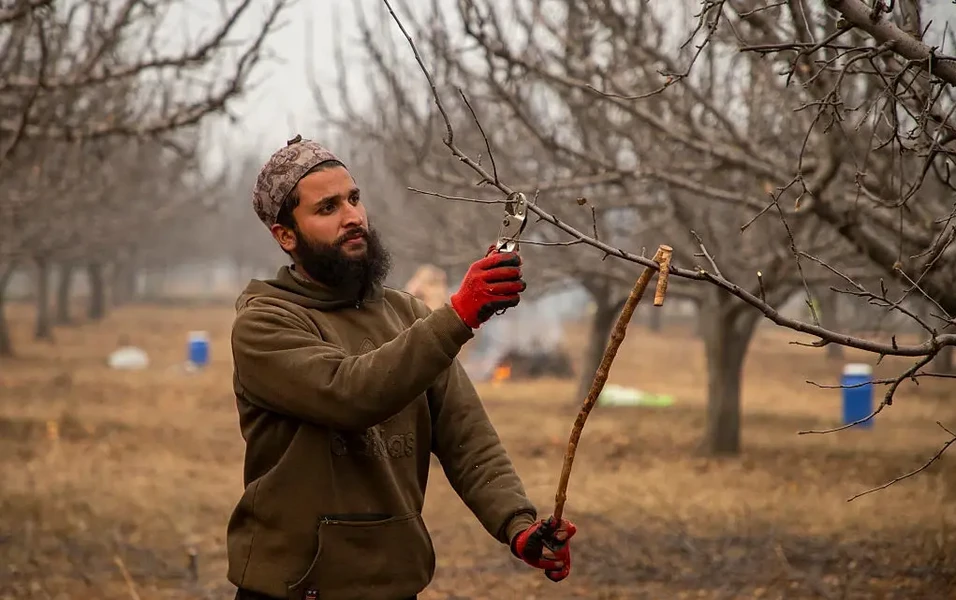 Pruning tips every home gardener should know