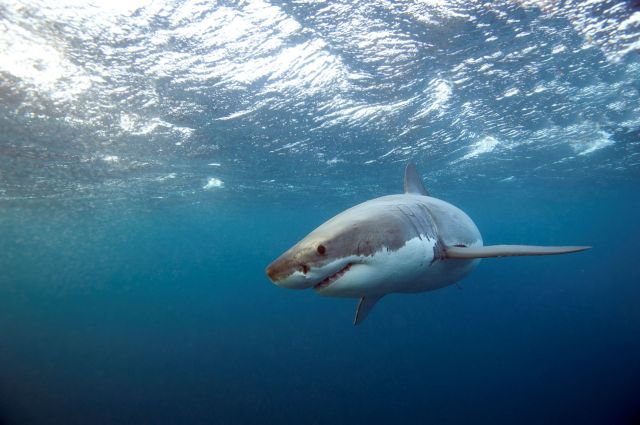 White shark takes rare Bahamas detour after 6,000-mile journey: 'A bit ...