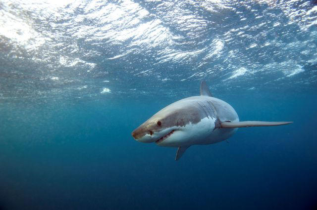 White shark takes rare Bahamas detour after 6,000-mile journey: 'A bit ...