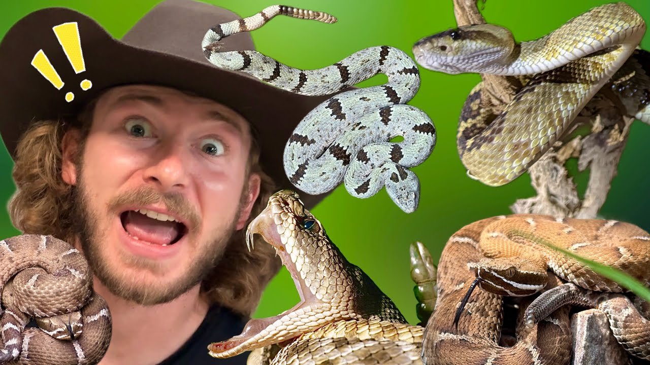 Chandler's Wild Life searches for a venomous snake