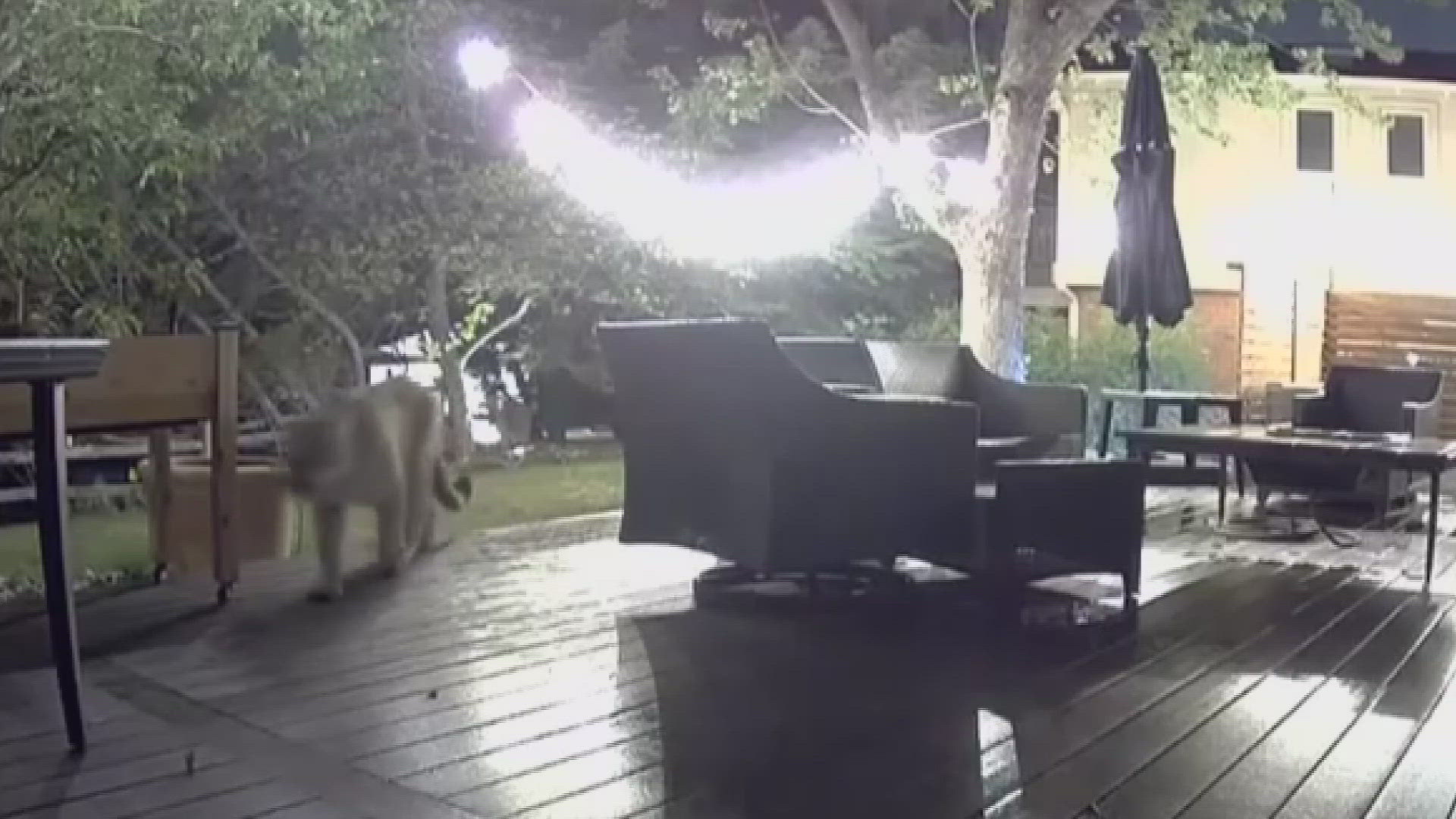 Mountain lion caught on camera roaming through Centennial yard