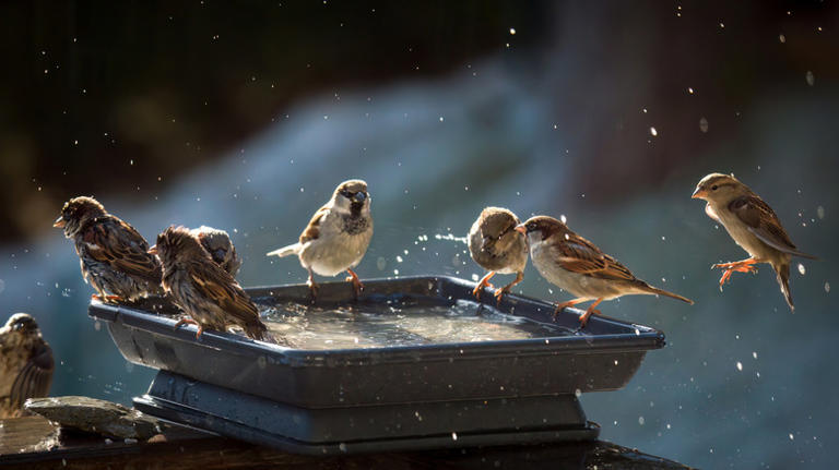 Bye classic bird baths: This DIY rock feature adds a splash of magic to ...