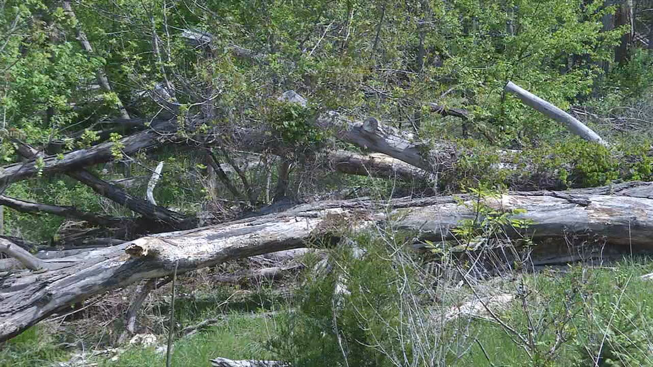 Downed trees, road hazards reported across Winn Parish after storms
