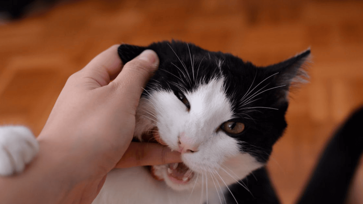 The signs of stress that almost no one notices in cats and that every ...