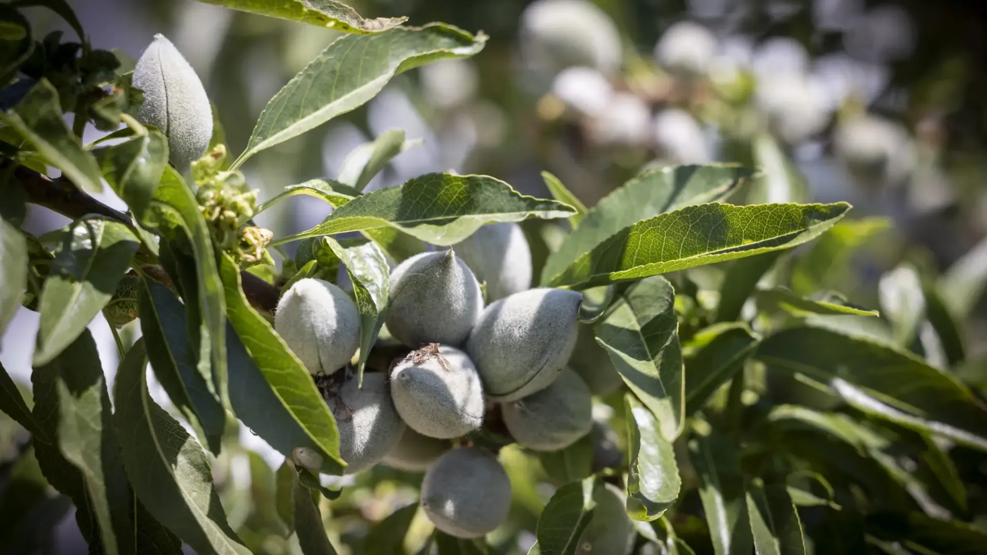 Campaña de almendra en Aragón: un buena producción sobre una mayor ...