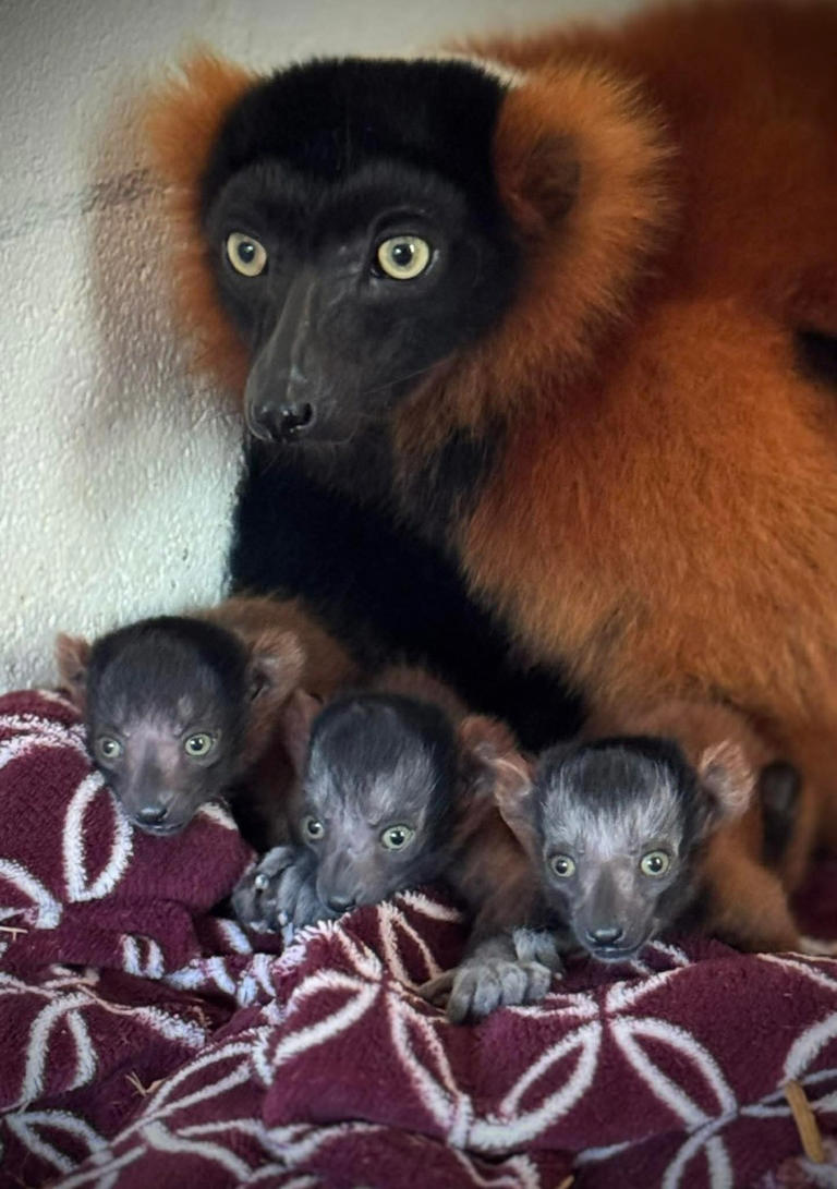 Critically endangered lemur gives birth to rare set of triplets at ...