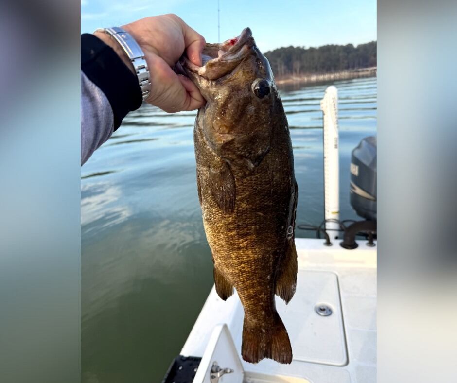 Non-native fish species found in Allatoona Lake, authorities investigating