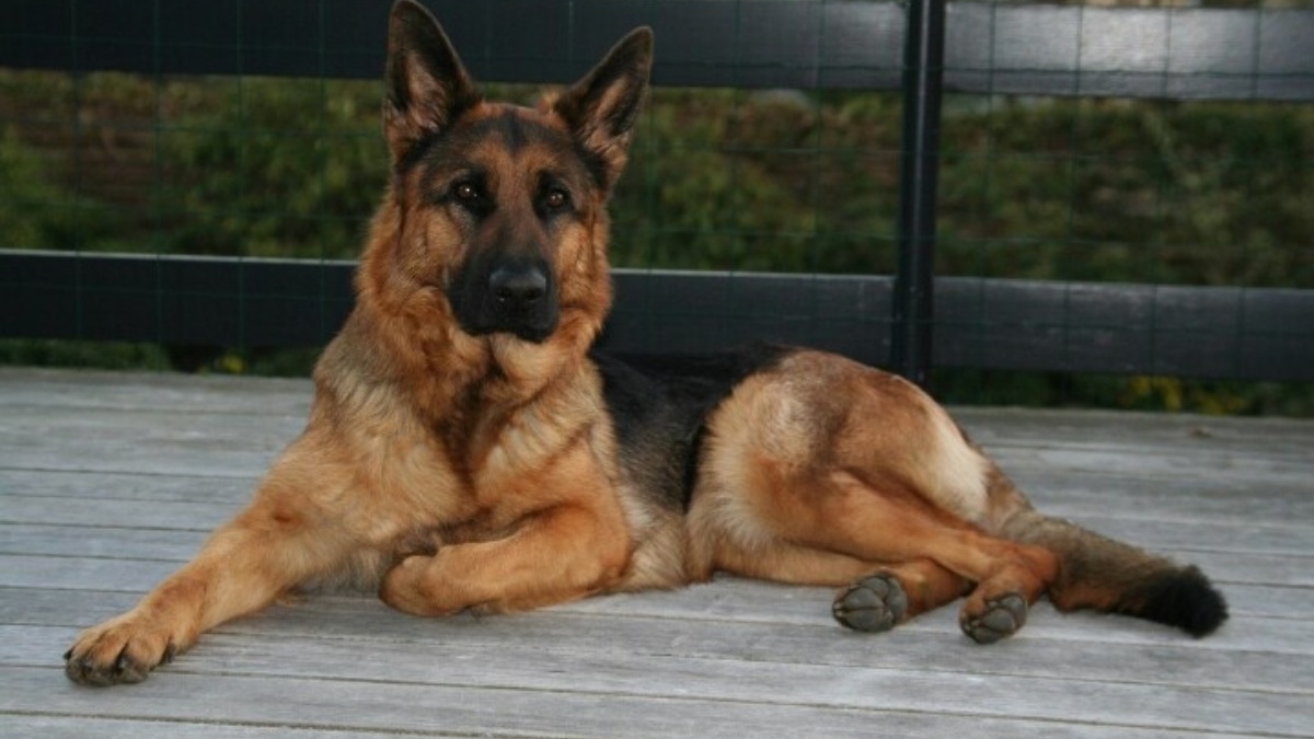 14 dog breeds that choose their favorite person in days and never ...