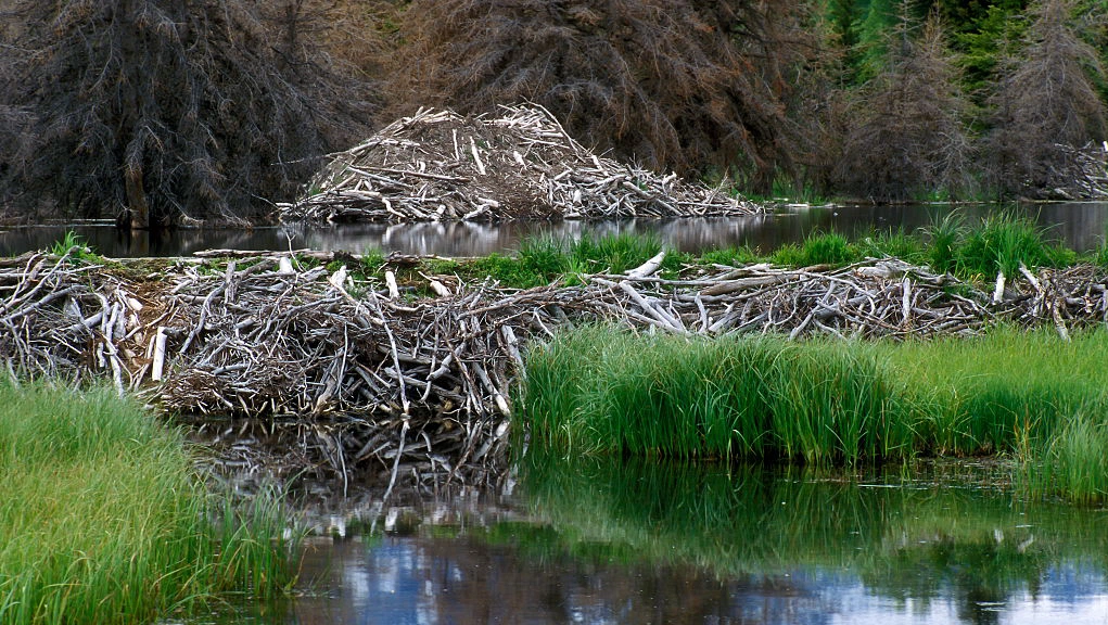 Beavers are nature’s secret climate allies