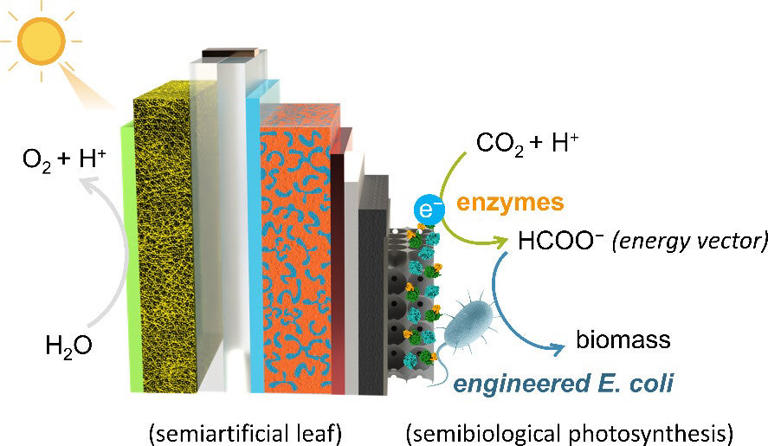 Researchers turn sunlight and CO2 into living biomass