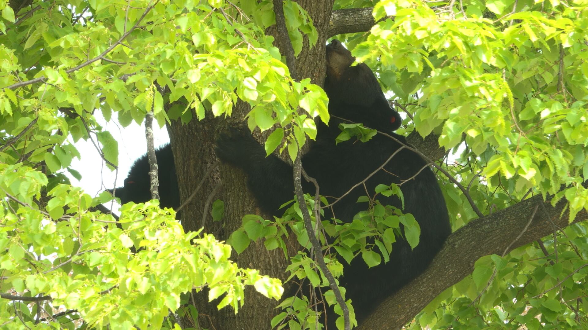 Black bear and cub spotted in a Wausau neighborhood tree, Kronenwetter