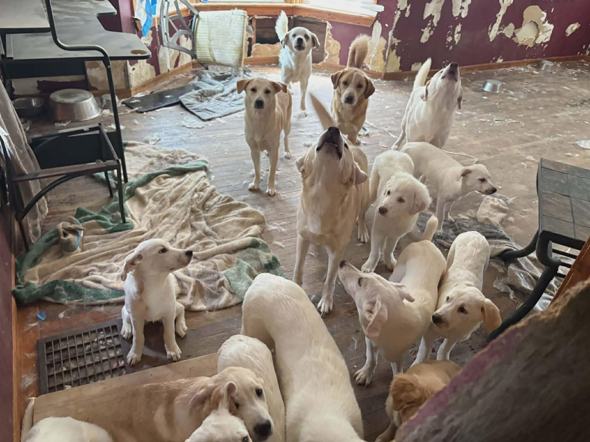 30 starving dogs resorted to eating walls after renters vanished from ...