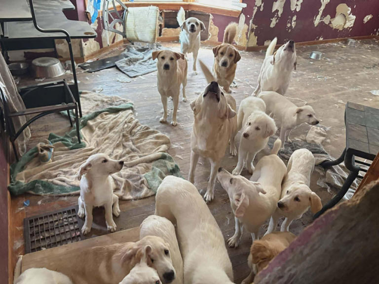 30 dogs found abandoned in KCK home; Animal Services seeking fosters ...