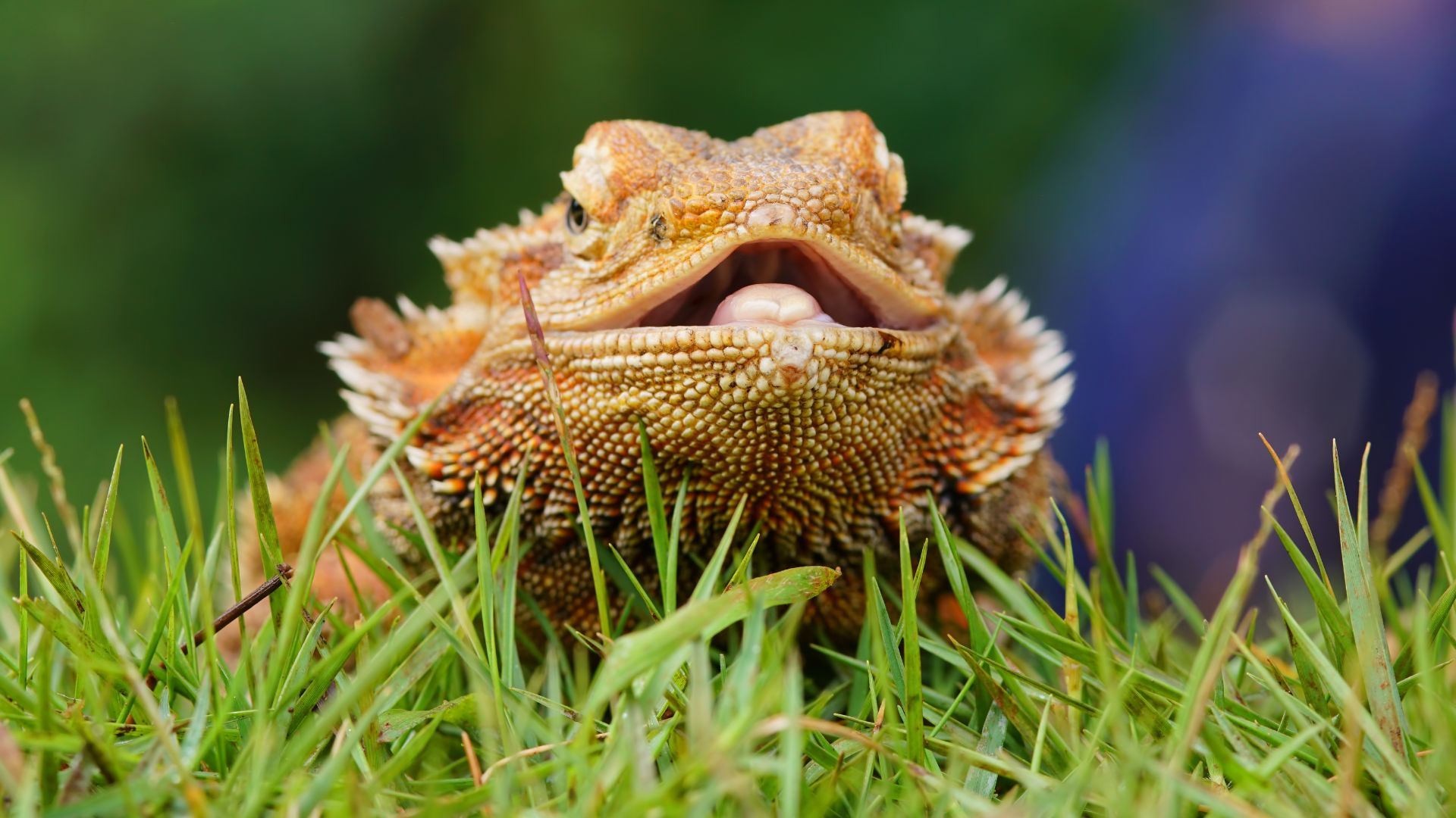 Fun, interesting and bizarre facts about bearded dragons