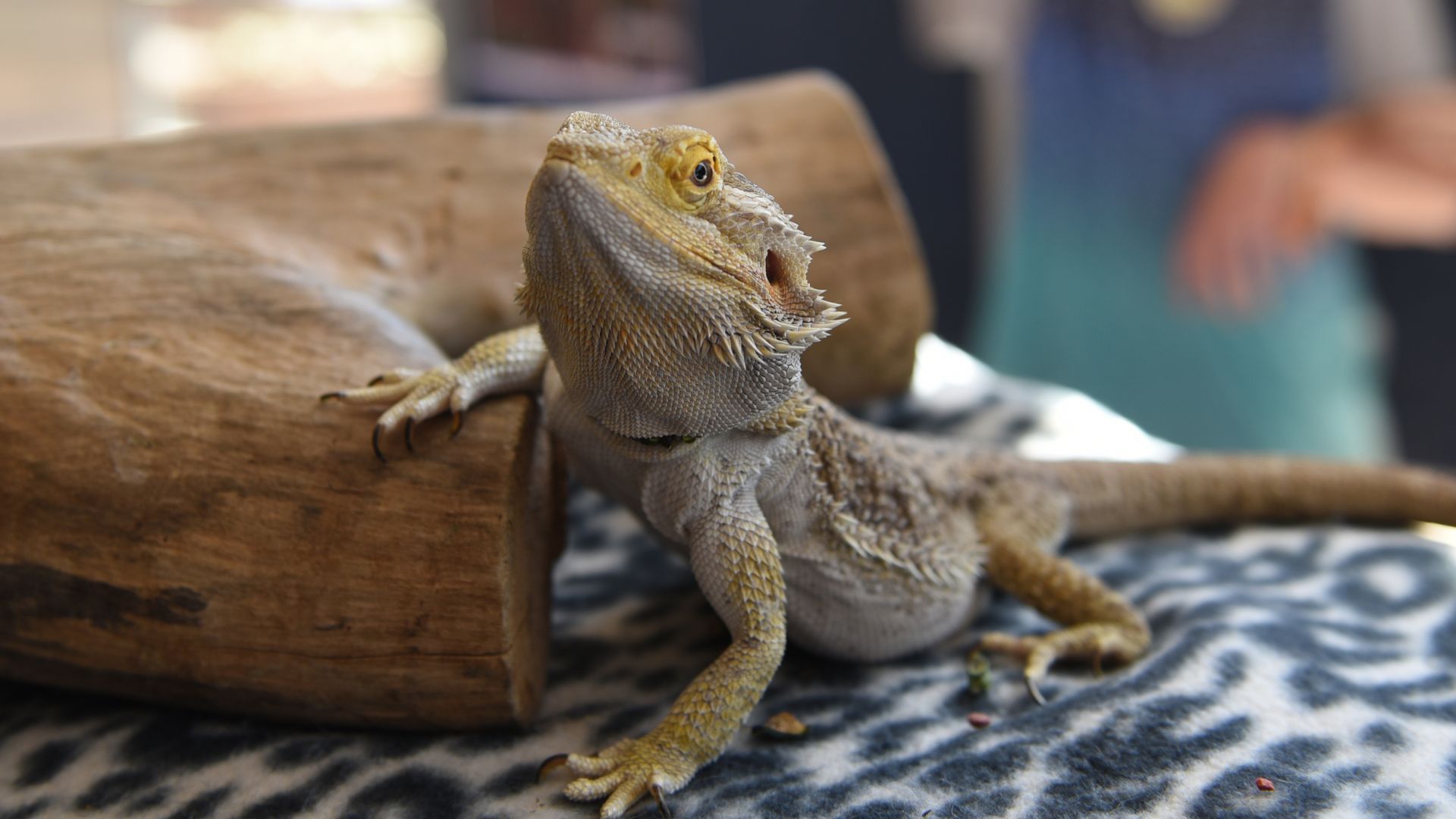 Fun, interesting and bizarre facts about bearded dragons