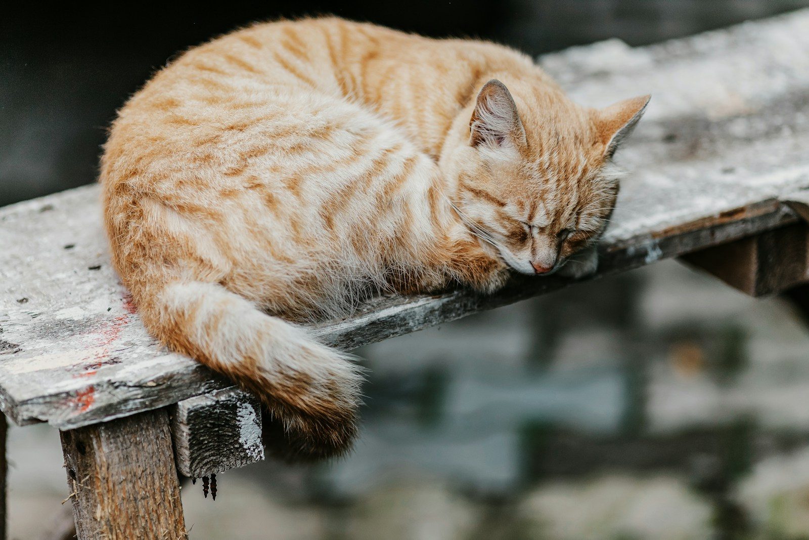 Why did a lonely street cat wait in one spot?