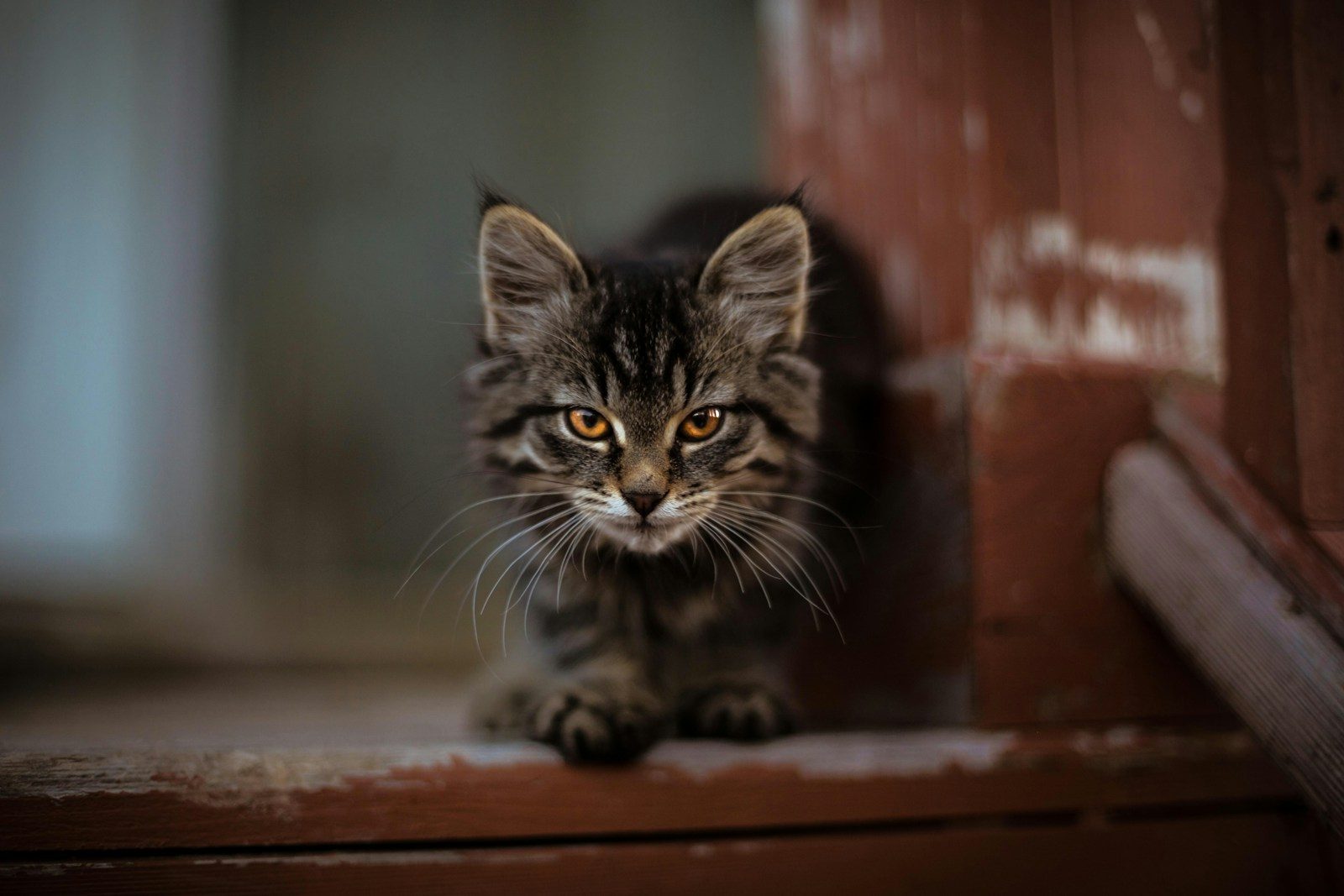 What does your cat mean when they stare without blinking?