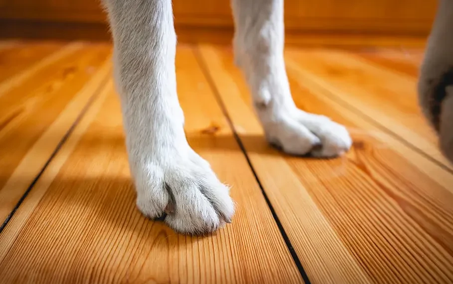 Experts urge owners to watch paw changes for early pain signs