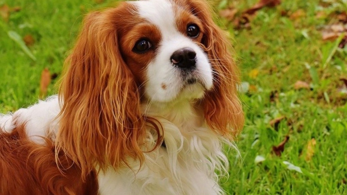 Looking for a calm dog? These 14 breeds might give you the peace you need.