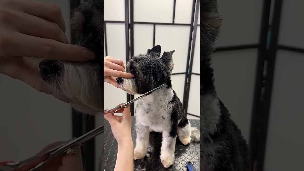 Small dog face grooming transformation: Step-by-step clipping ...