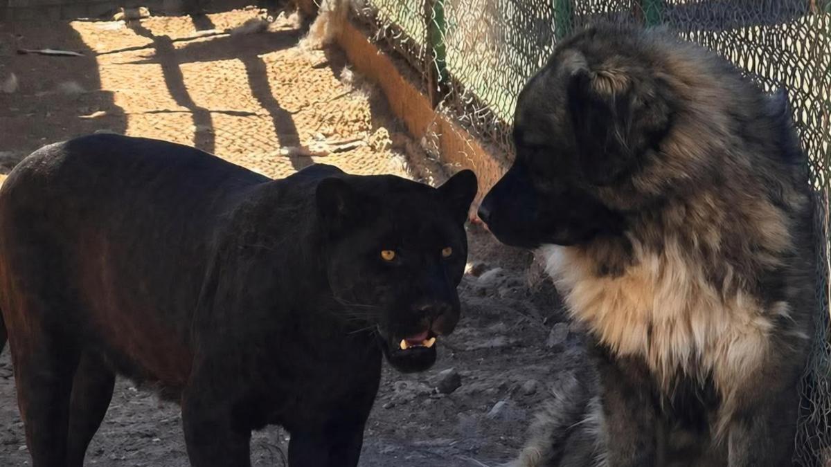 Conmueven en Chihuahua pantera que intenta ladrar y el mastín que la imita
