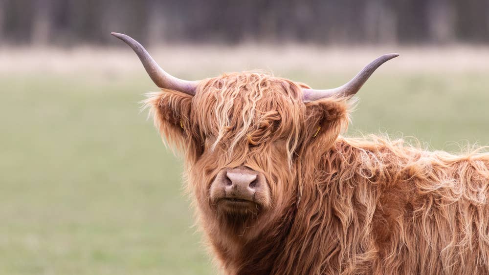 Highland cow's heart-melting moment with guardian dog is giving us the ...