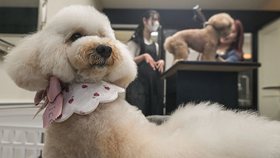 Keeping your dog healthy through grooming habits