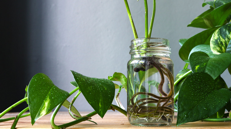How to successfully care for pothos plants