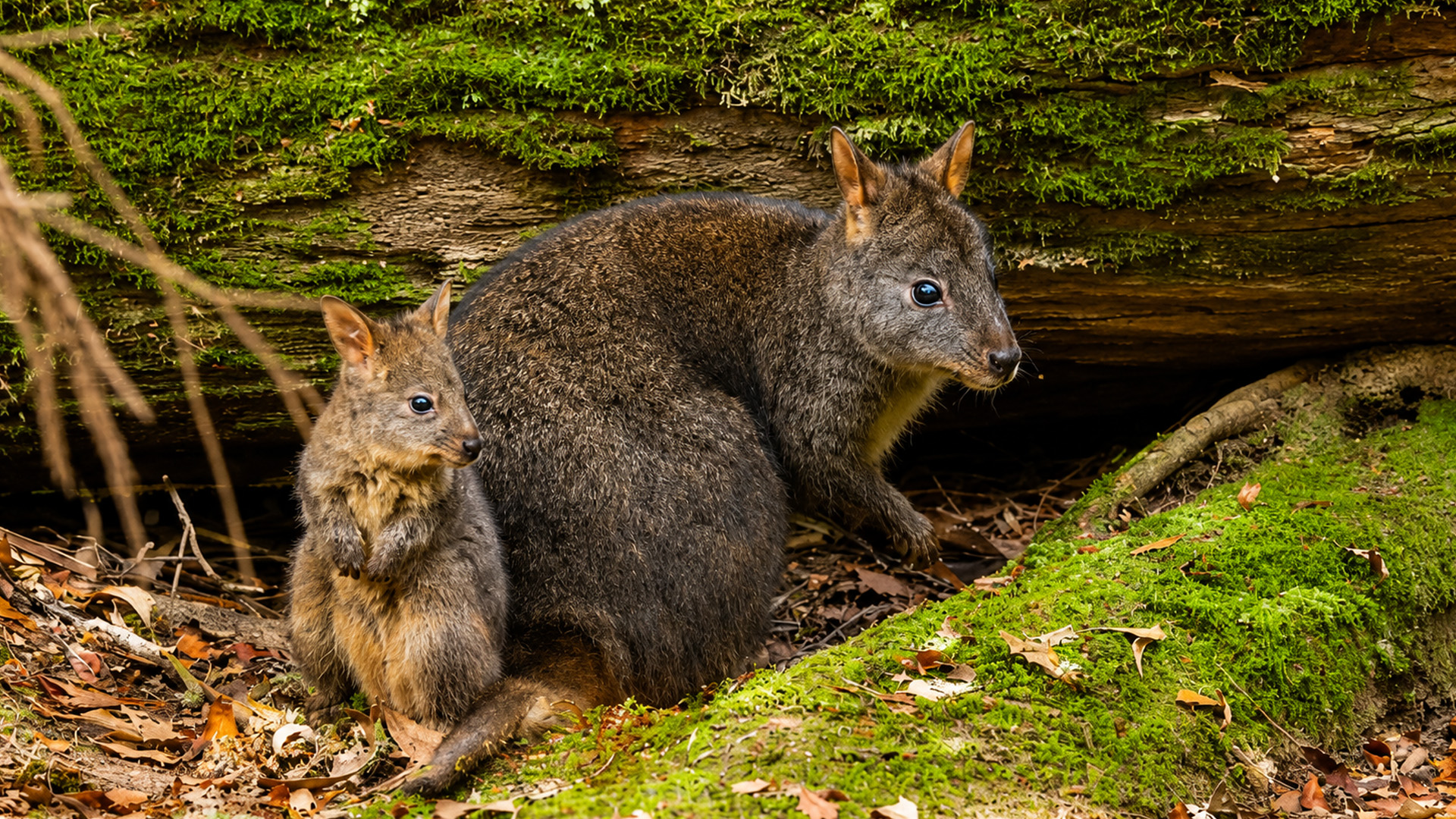 Deep inside Australia’s forgotten forest