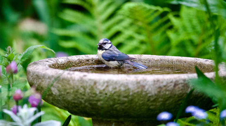 Bye classic bird baths: This DIY rock feature adds a splash of magic to ...