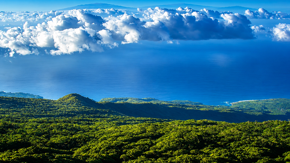 Tropical paradise with lush forest and endless blue ocean