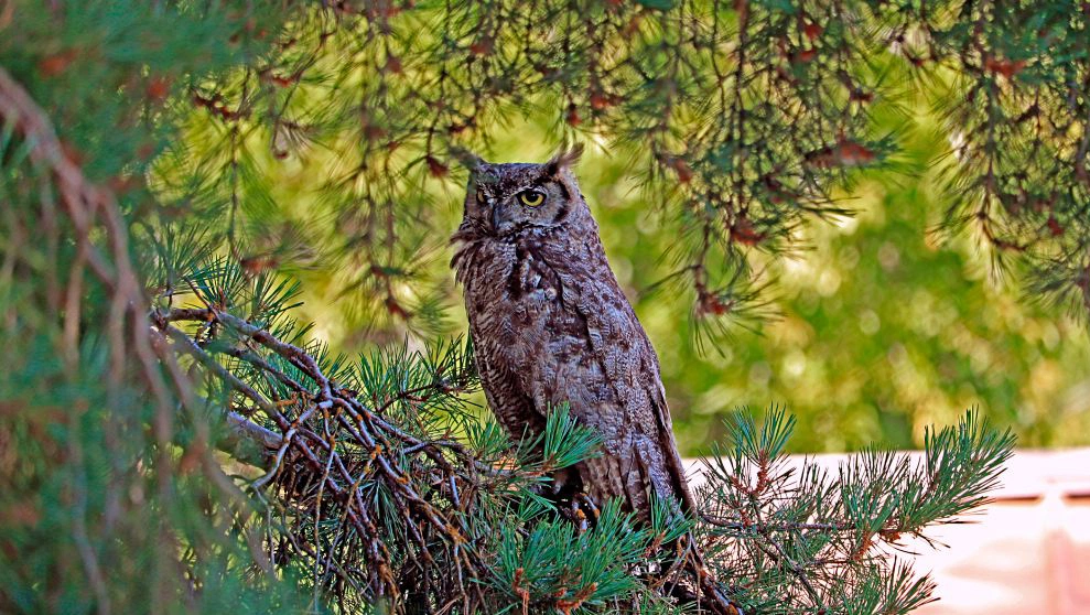 How to turn your yard into an owl haven